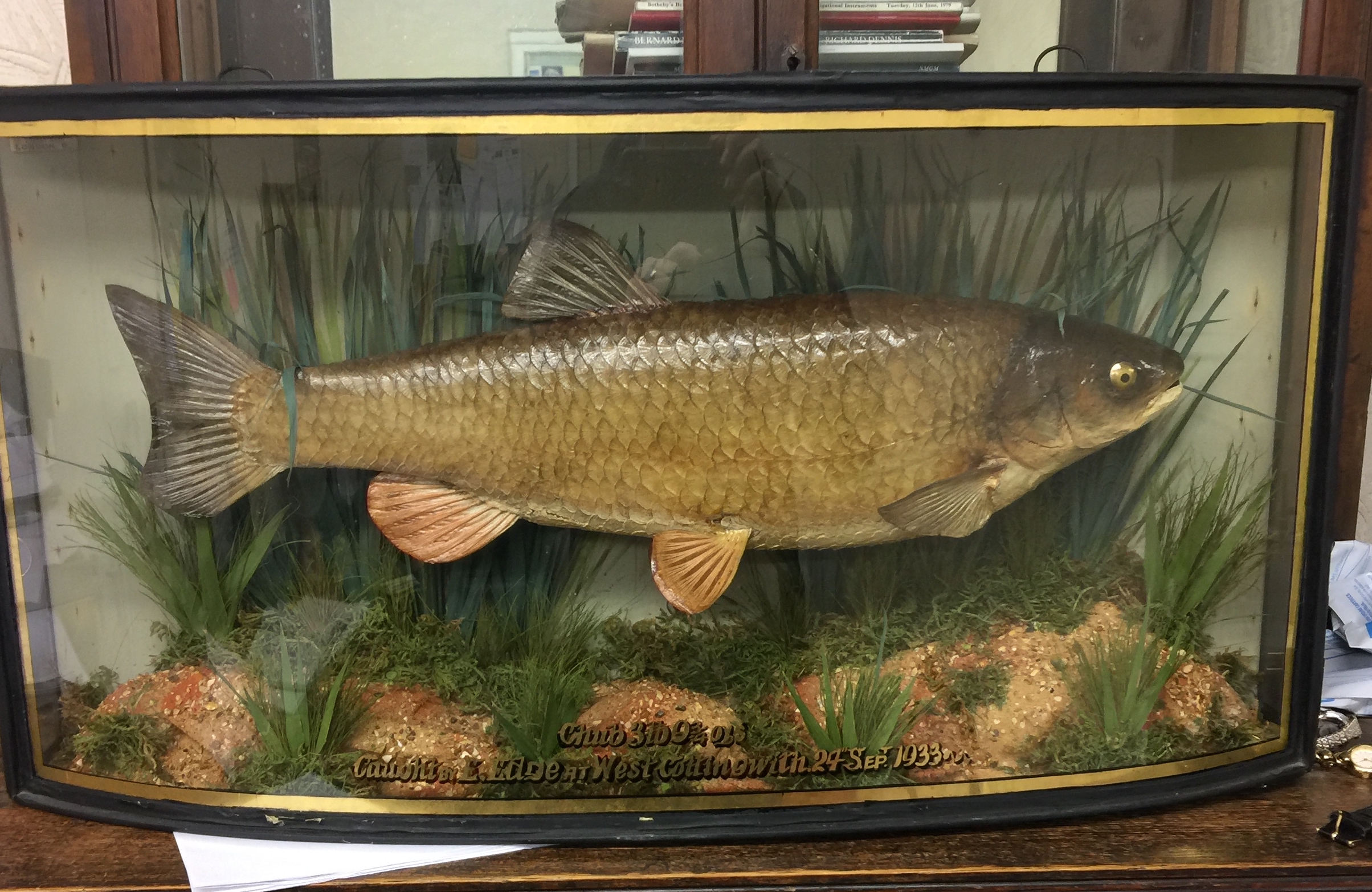 homer-cased-fish – F TURNER & SONS – AUCTIONEERS & VALUERS